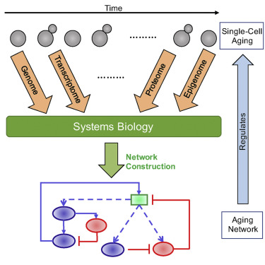 Advances in Longevity | Exploring the Science of Biological Aging ...