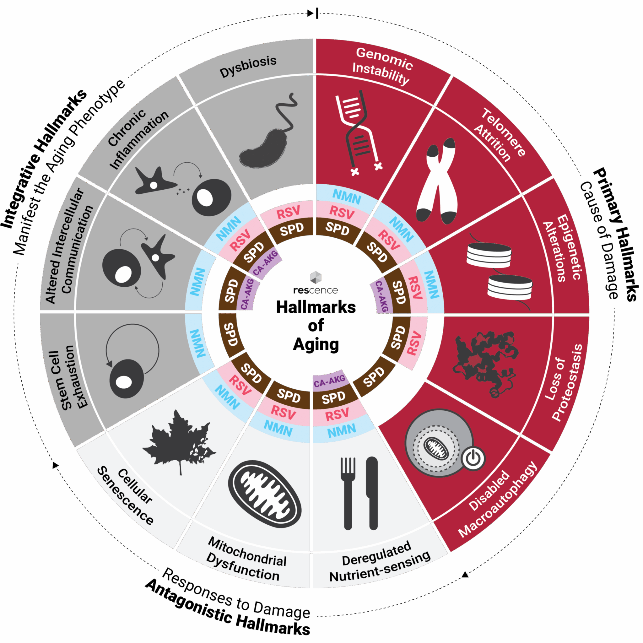 Advances in Longevity | Exploring the Science of Biological Aging ...