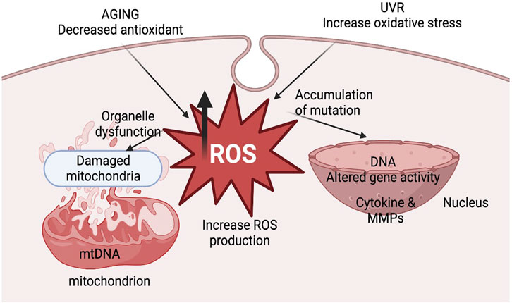 Advances in Longevity | Exploring the Science of Biological Aging ...